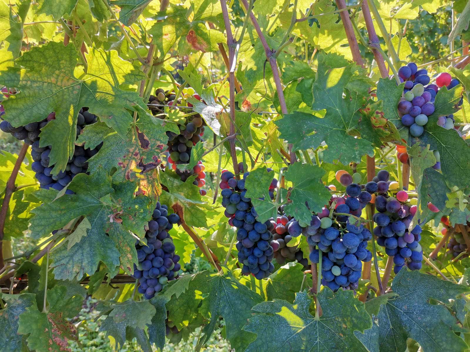 Wine Producers | Wines For Friends